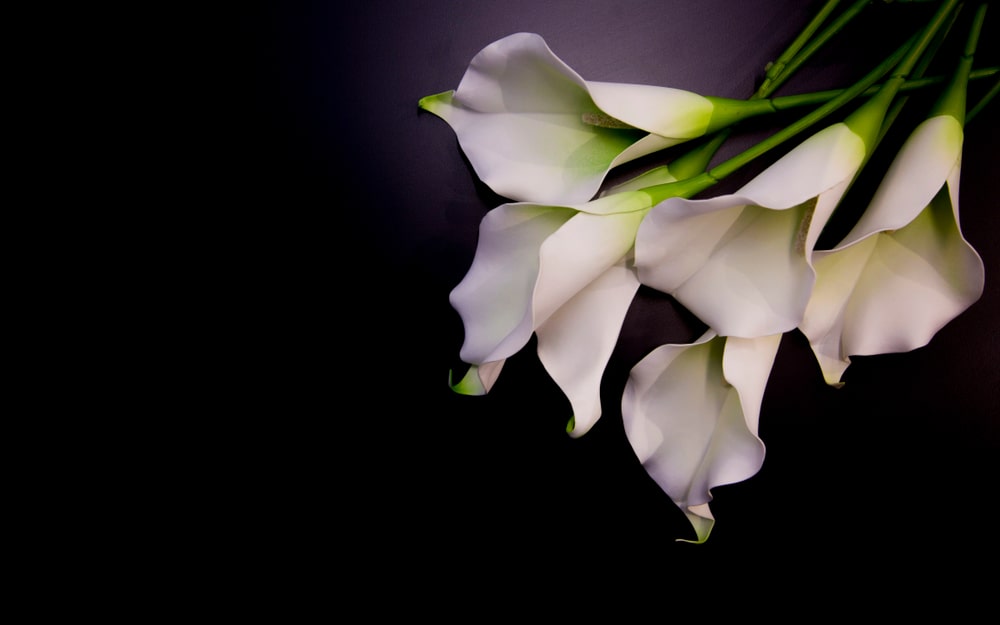 What are the Best Flowers for Scattering Ashes? - Ecorial