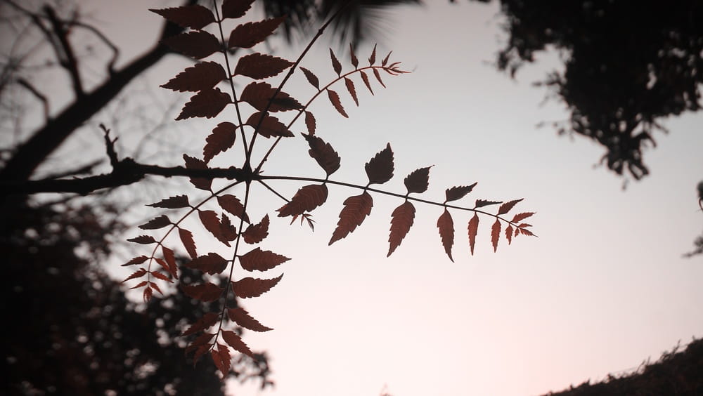 Why Grief Causes Emotional Numbness & Disconnection - Ecorial